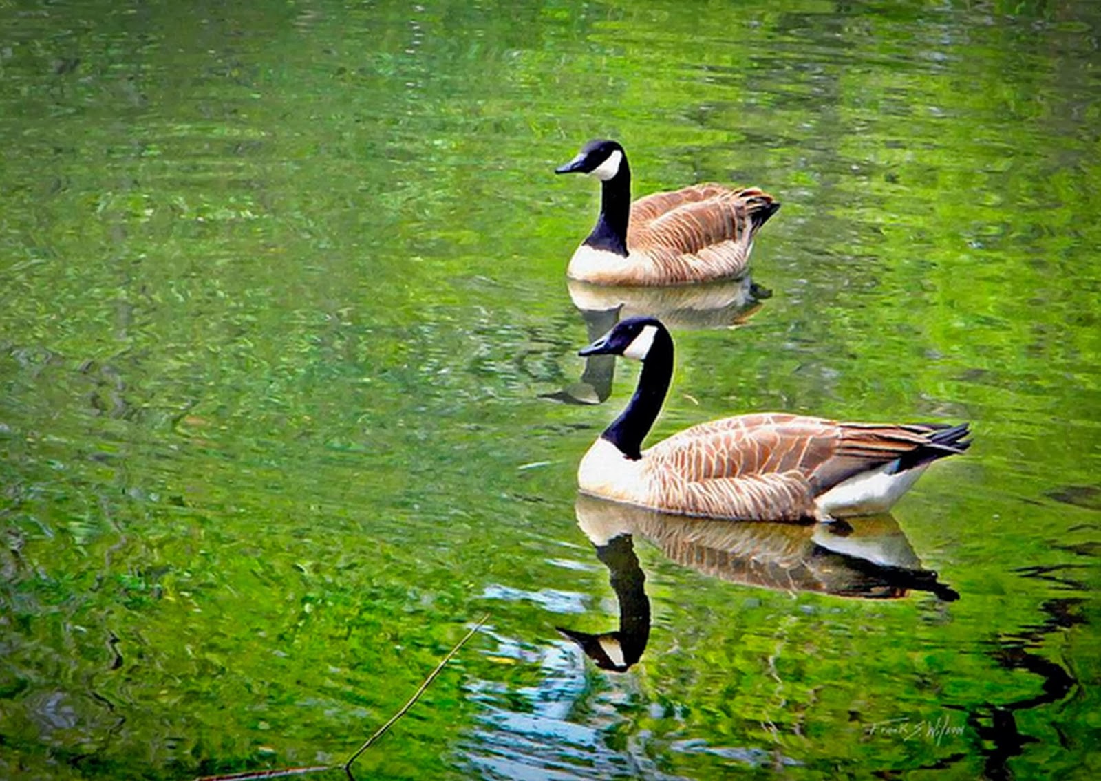 Animales En La Naturaleza ~ NATURALEZA