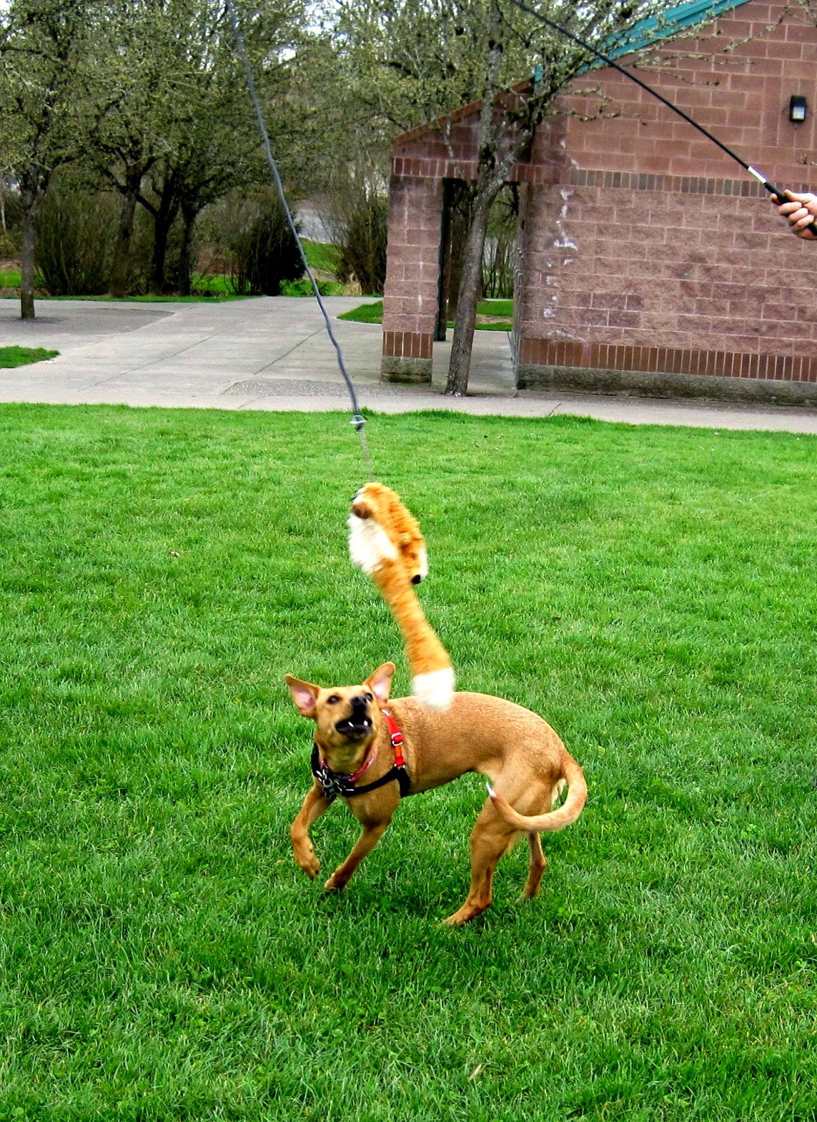 ZoePhee: Flirt Poles on Friday