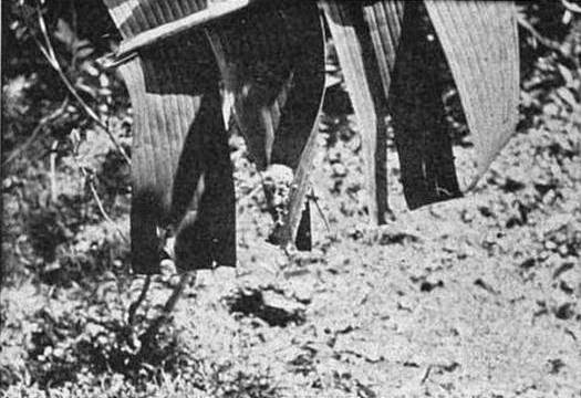 Foochow Mission History: Asiatic Tailor-Bird