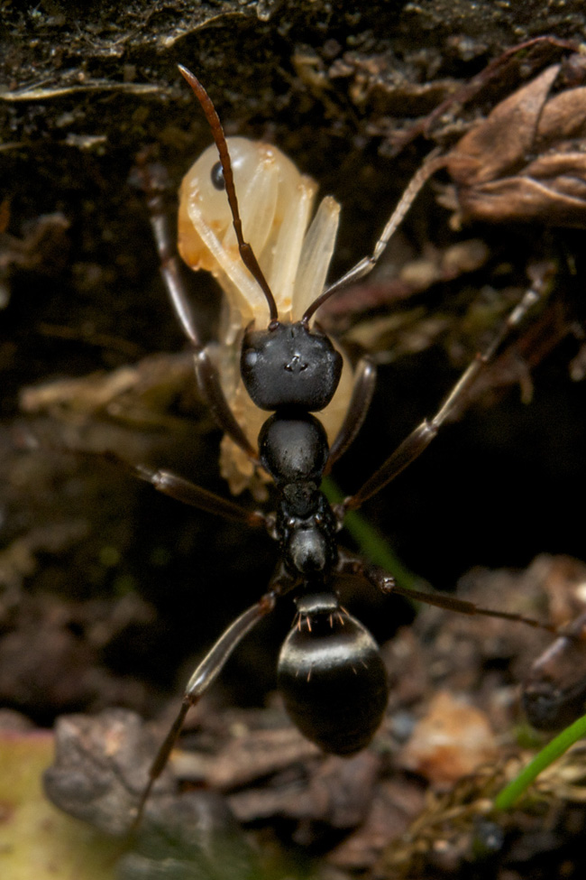 ムシをデザインしたのはダレ？: サムライアリ の奴隷狩り！！