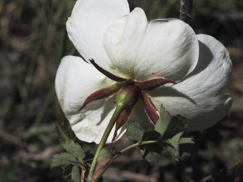 Paseos por la naturaleza: Rosa pimpinellifolia. Rosa espinosa.