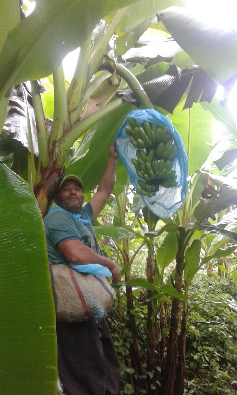 Prácticas de precosecha, cosecha y poscosecha del Bananito o Banano ...