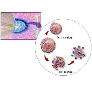 FAD Diet Project: Protein Diet Analysis