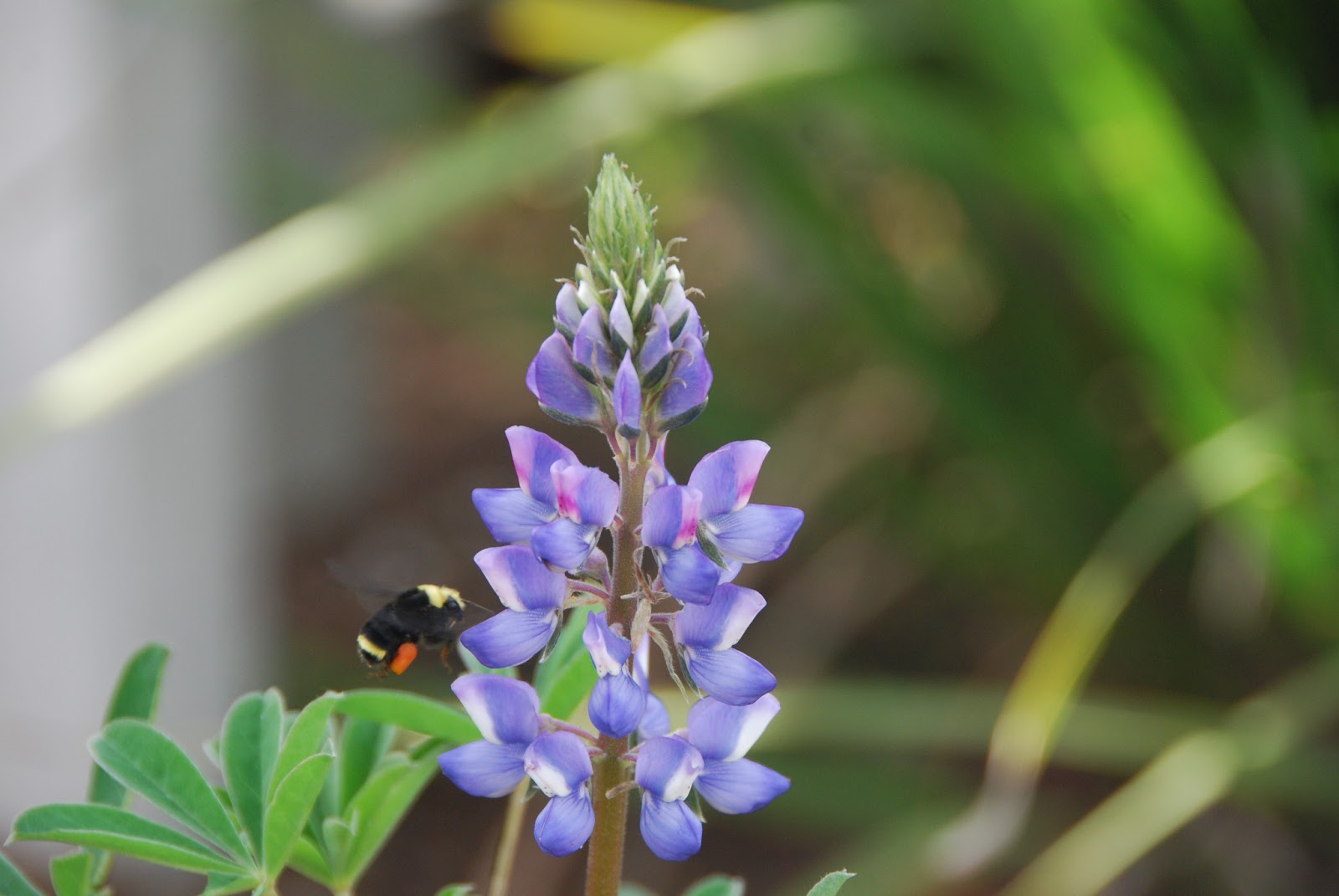 A California Native Plant Garden in San Diego County: Wildlife in the ...