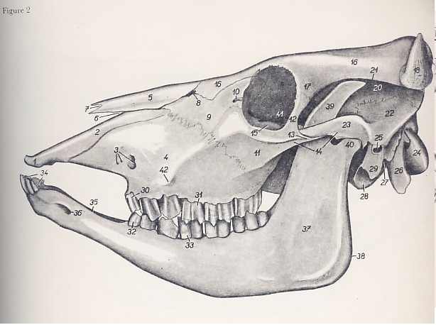 Veterinary: Osteologi Sapi