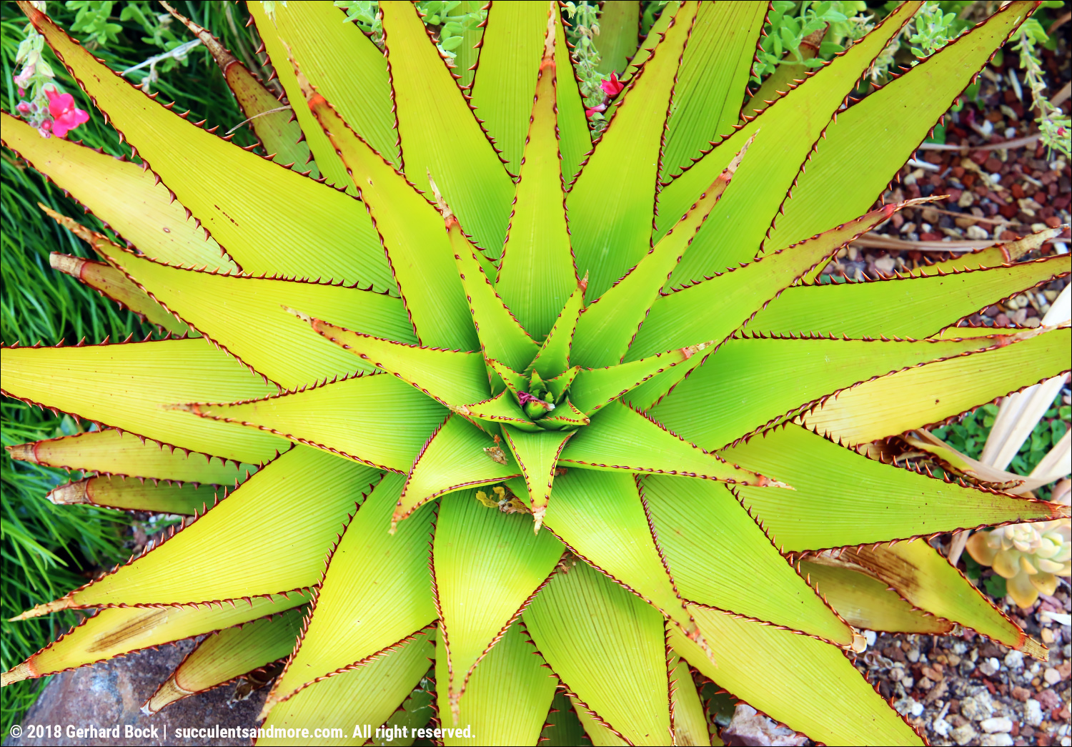 Around the world on 6,000 sq.ft.: Brian's miniature botanical garden