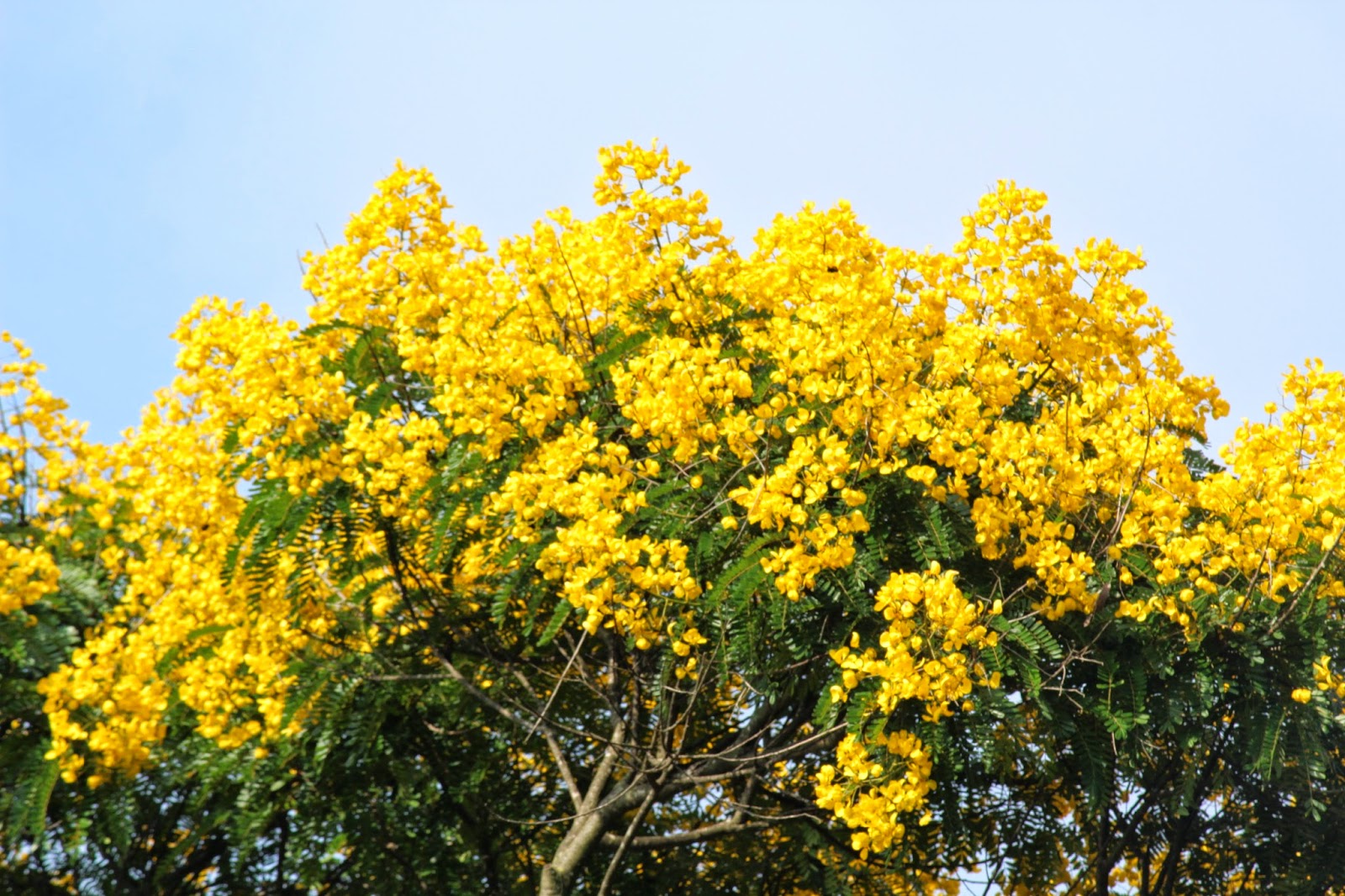 Uma flor por dia: Canafístula