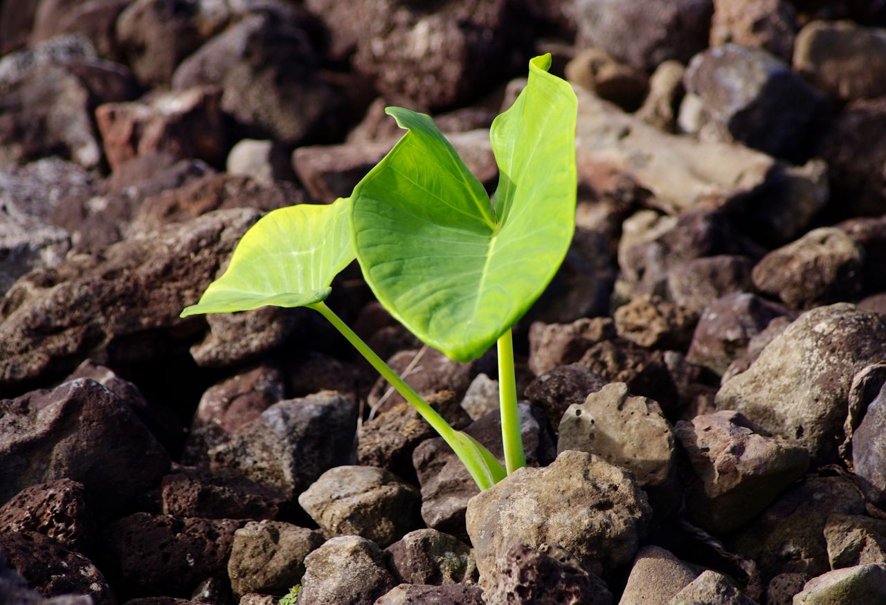 Troy on Easter Island: Gardens - Friday 16 August 2013