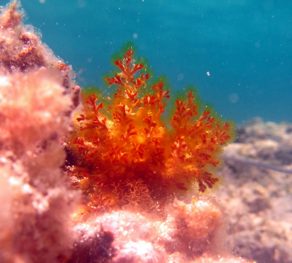 Red Algae Characters And Types With Diagram