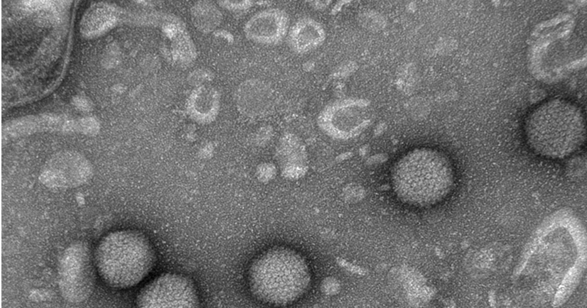 CPD Accredited - European Clinical Microbiology and Immunology Congress ...