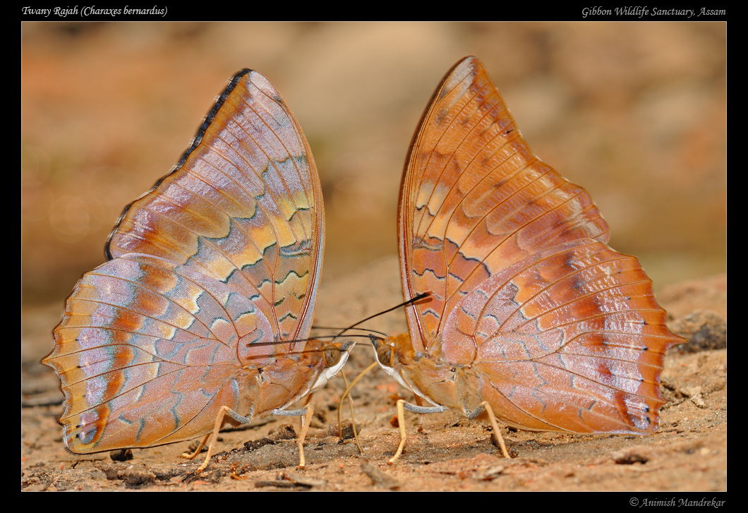 Butterfly Heaven in Hollongapar Gibbon Wildlife Sanctuary: Butterfly ...