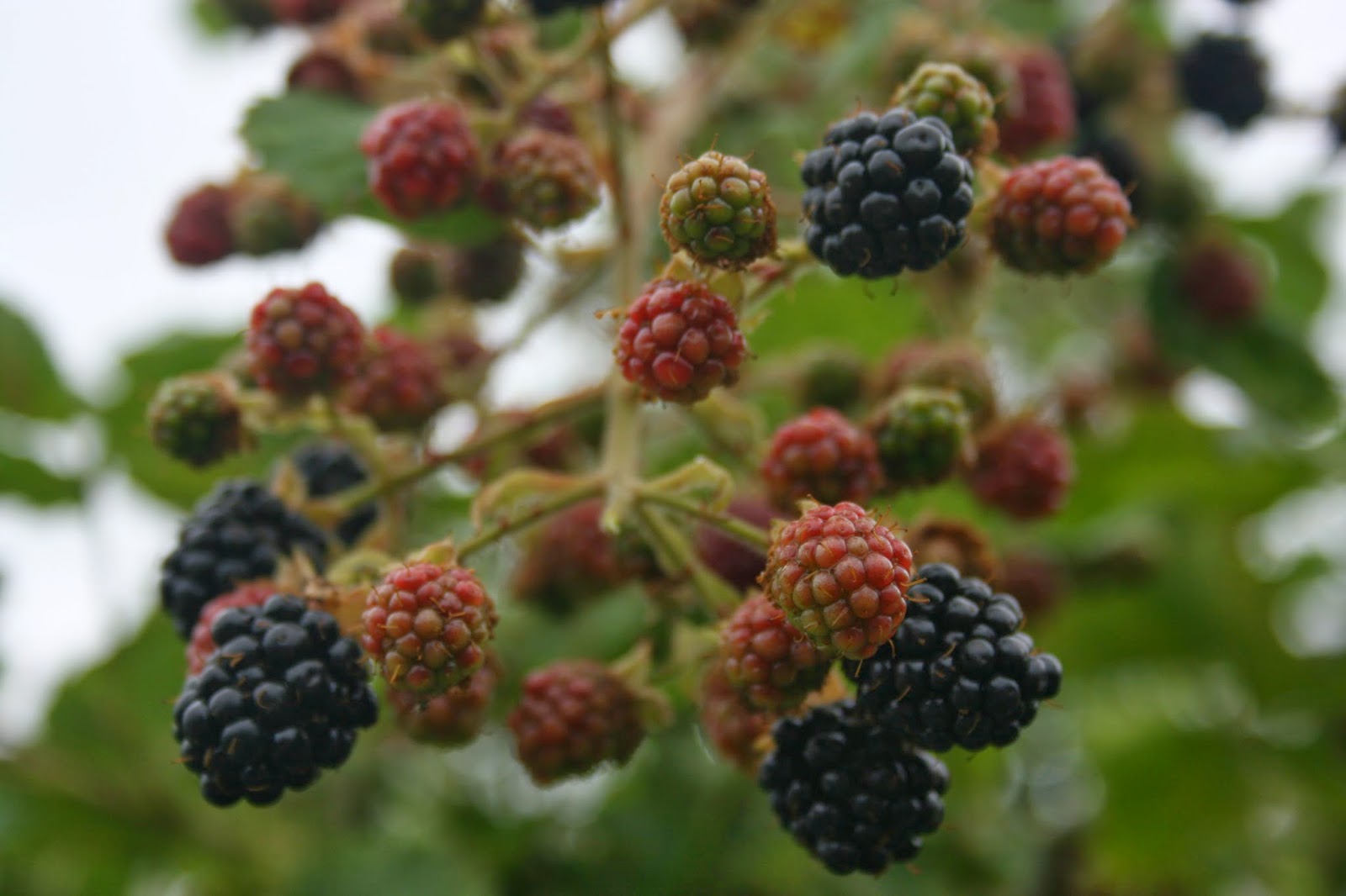 The Fruit Growing Expert: An intruder-proof fruit barrier