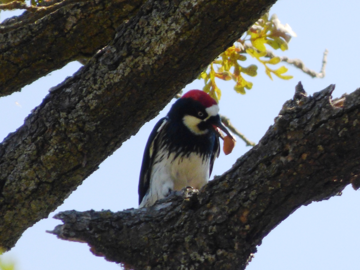 Geotripper's California Birds: Acorn Woodpeckers on the Tuolumne River