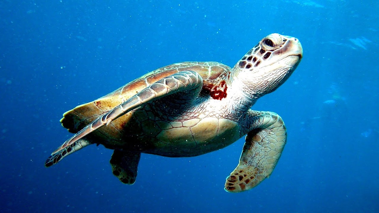 Threats to sea turtles Danger - Danger Choices