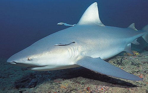 Wild Life Animal: The Bull Shark is a Massive Animal