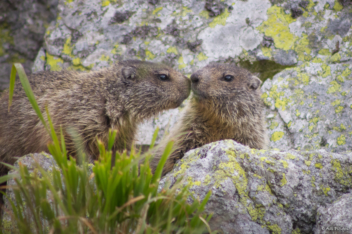 Din nou în Retezat, la lacul Bucura și pe vârful Bucura I (14-16 august ...