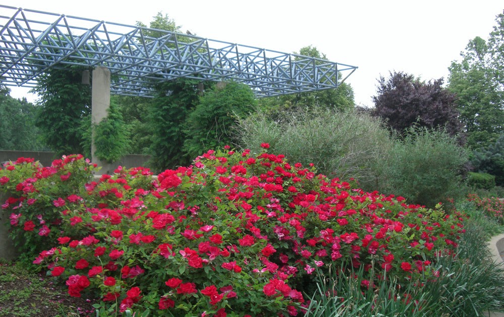 Ode Street Tribune: red roses in Rosslyn's romantic Gateway Park