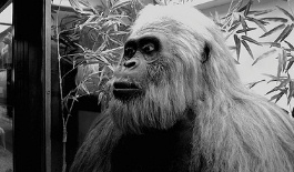 cryptonaut-in-exile: Gigantopithecus