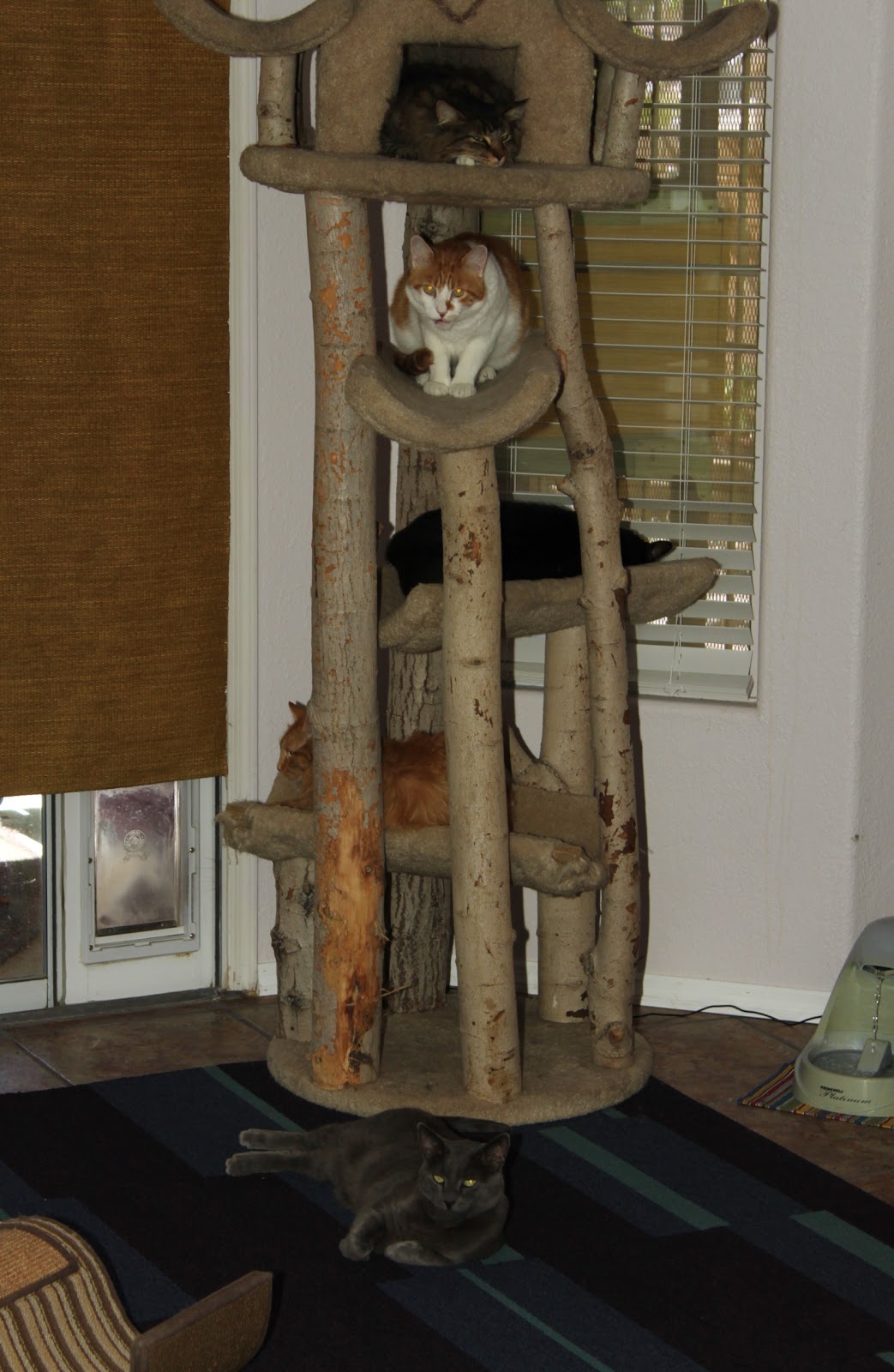 Katnip Lounge: Wednesday in the Big Cat Tree