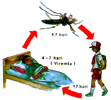 Inilah 10 Gejala Demam Berdarah Dengue (DBD) - Berbagi Berita Berbagi ...