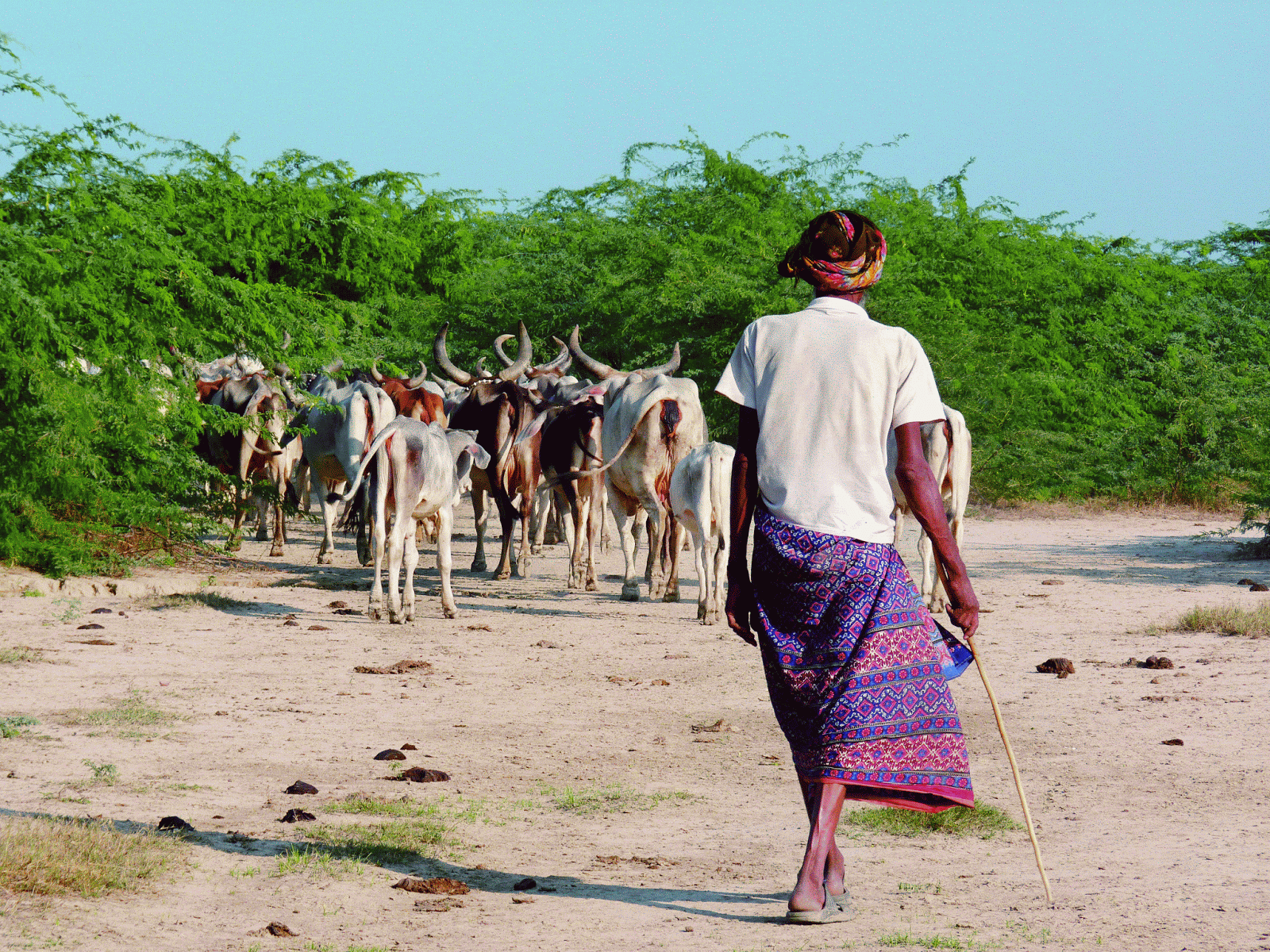 Maldhari - JungleKey.in Image