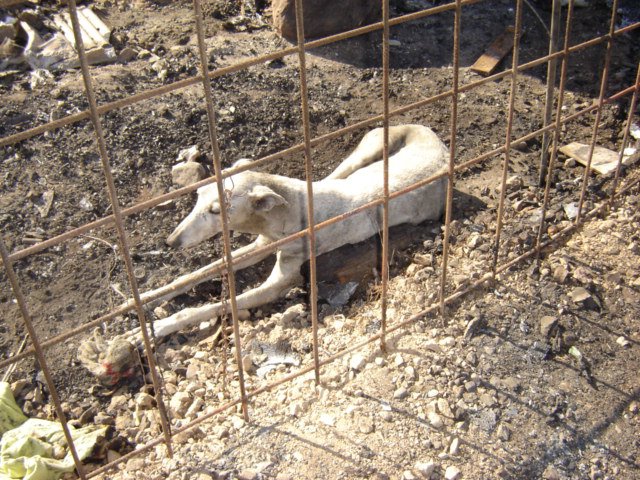 NOBLE GALGO: TRAGEDIA EN LOS MOLINOS MARFAGONES ANIMALES CALCINADOS Y ...