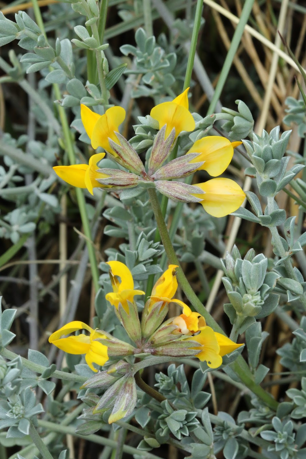 LOTUS CRETICUS. cuernecillo de mar