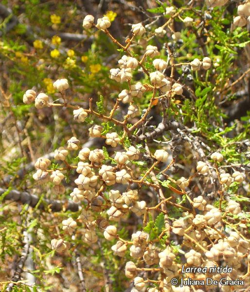 Argentina nativa: Jarilla crespa (Larrea nitida)