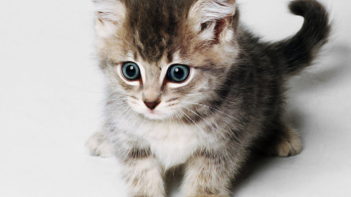 Best 10 Cute Cat Wallpapers in The World ~ HD | Wonderful Background