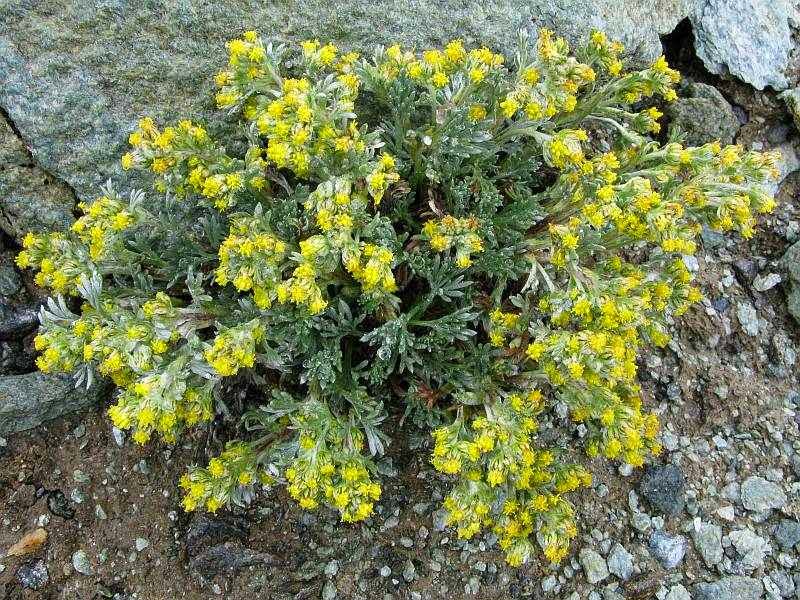 la Regina del Veleno: Assenzio