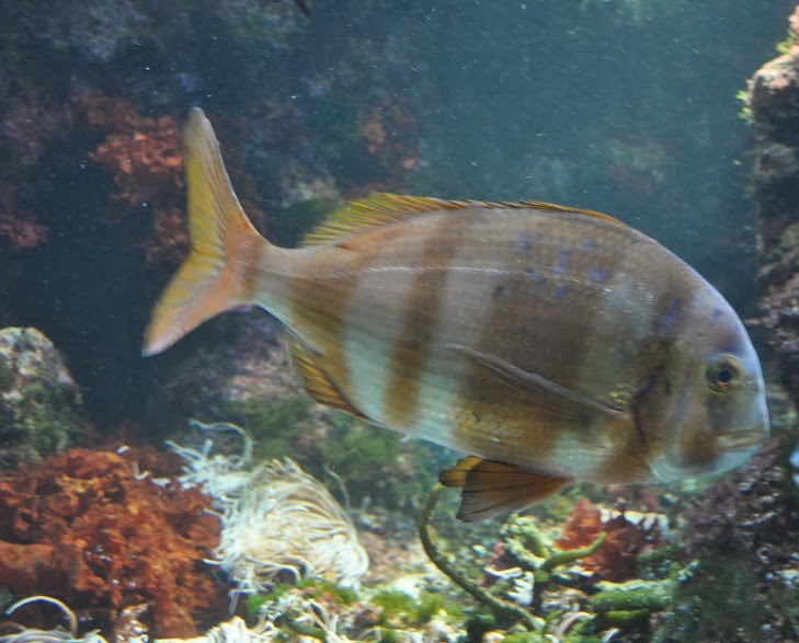 ZOOTOGRAFIANDO (6.100 ANIMALS): URTA / REDBANDED SEABREAM (Pagrus auriga)