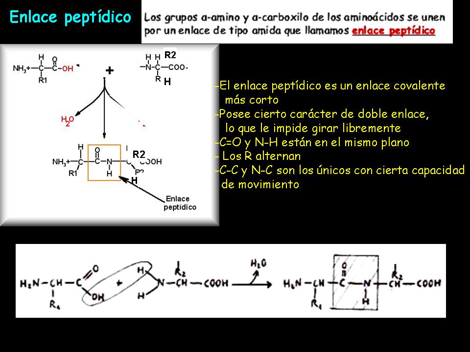 ...y la vida evolucionó: ENLACE PEPTÍDICO-4/12
