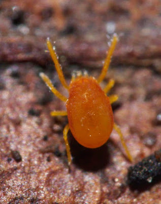 Variety of Life: Prostigmata