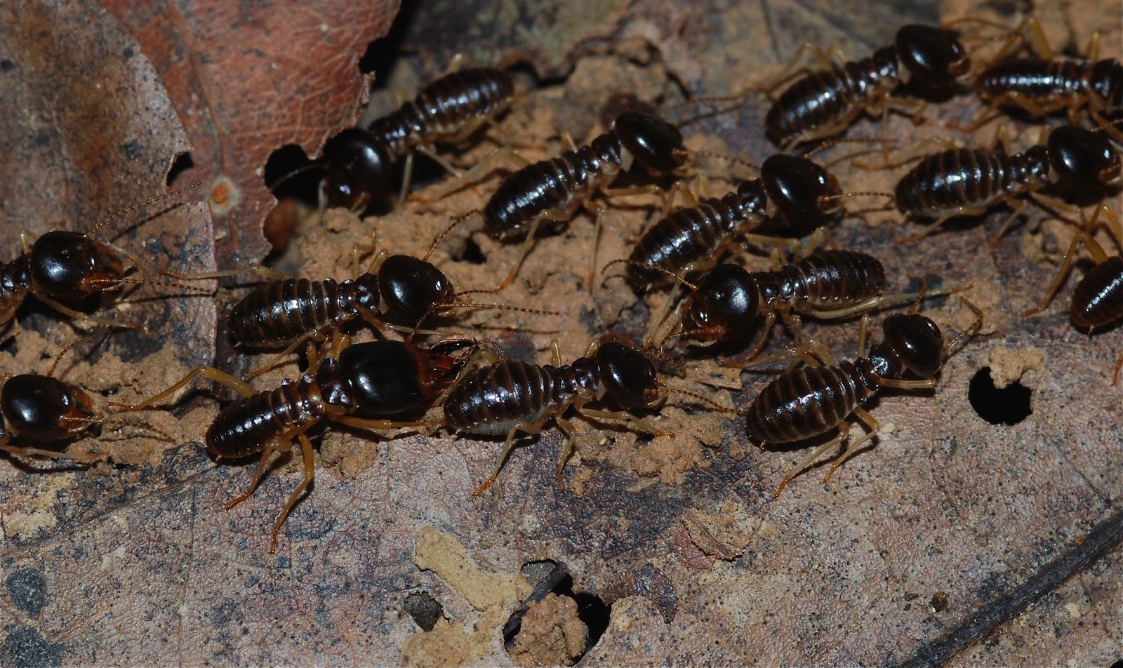 Robert Zax's Blogger: 5 Varieties of Termites You Need To Be Educated ...
