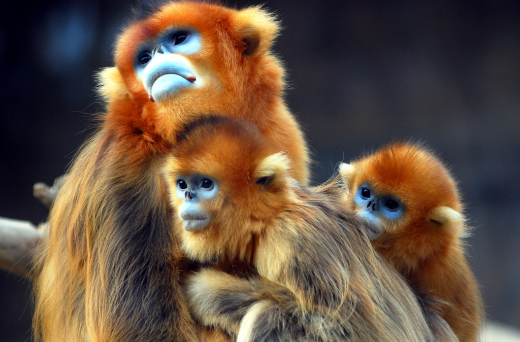 Animale: Maimuţele din genul Rhinopithecus