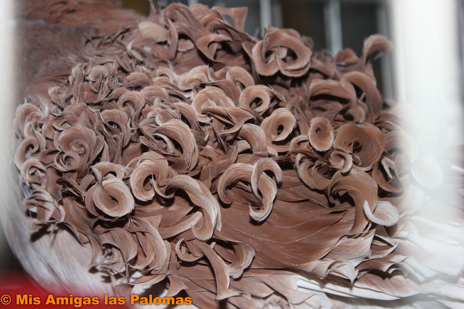 Mis amigas las palomas: Fotos palomas de raza