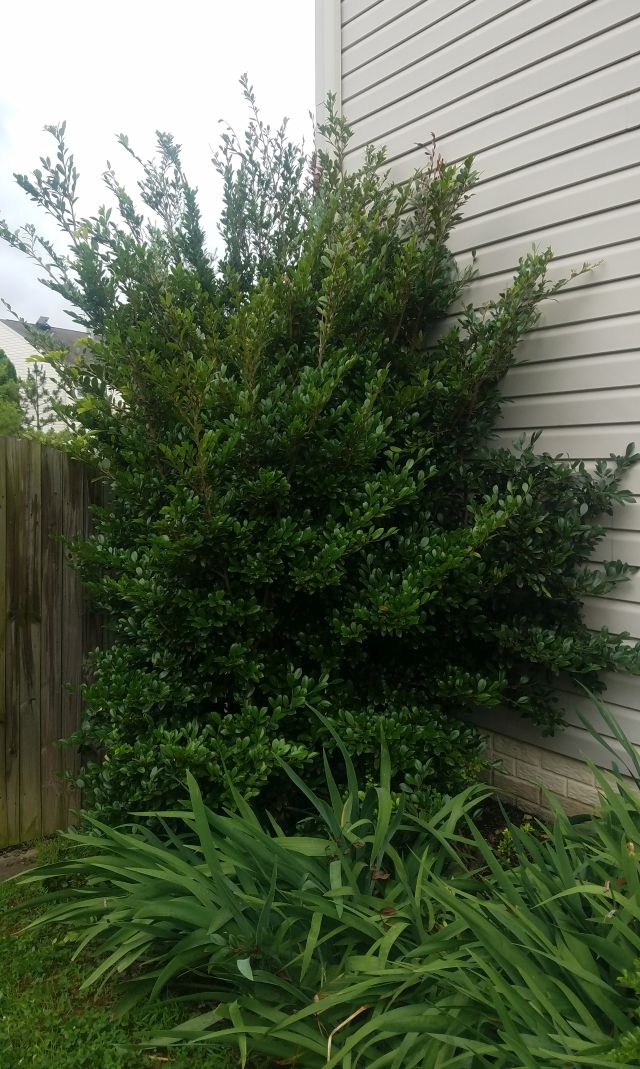 Future Plants by Randy Stewart: Isu Tree