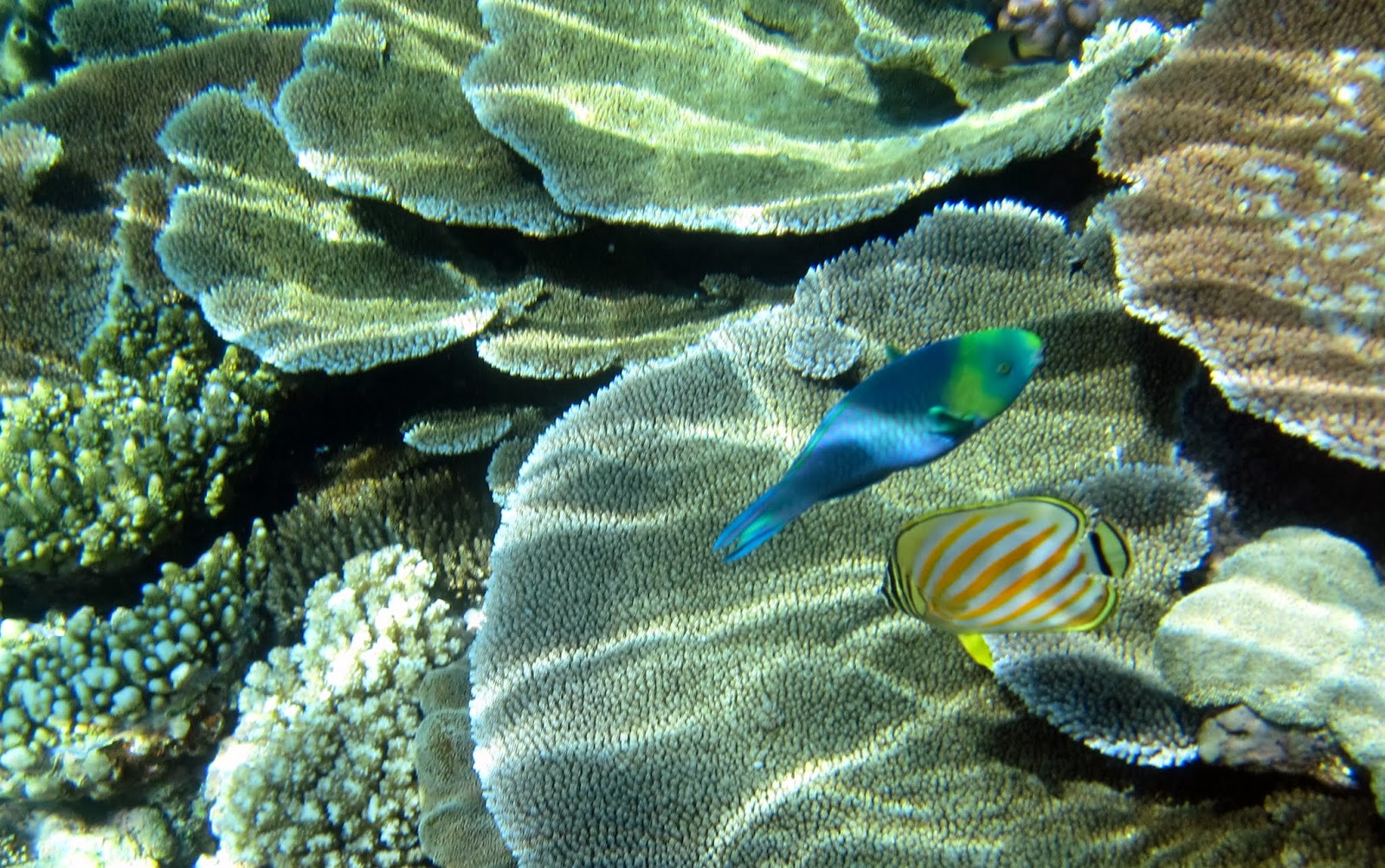 The traveling manatees by Nancy French: The Great Barrier Reef