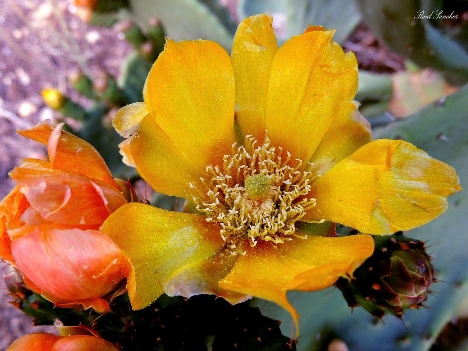 Flores y Plantas: Flor de las Chumberas (Opuntia subulata Fam: cactáceas)