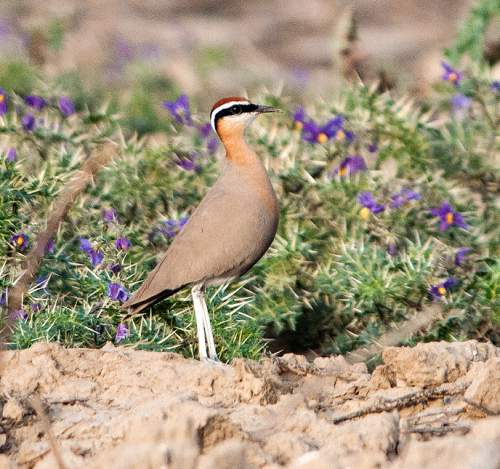 Indian courser pictures | Birds of India | Bird World