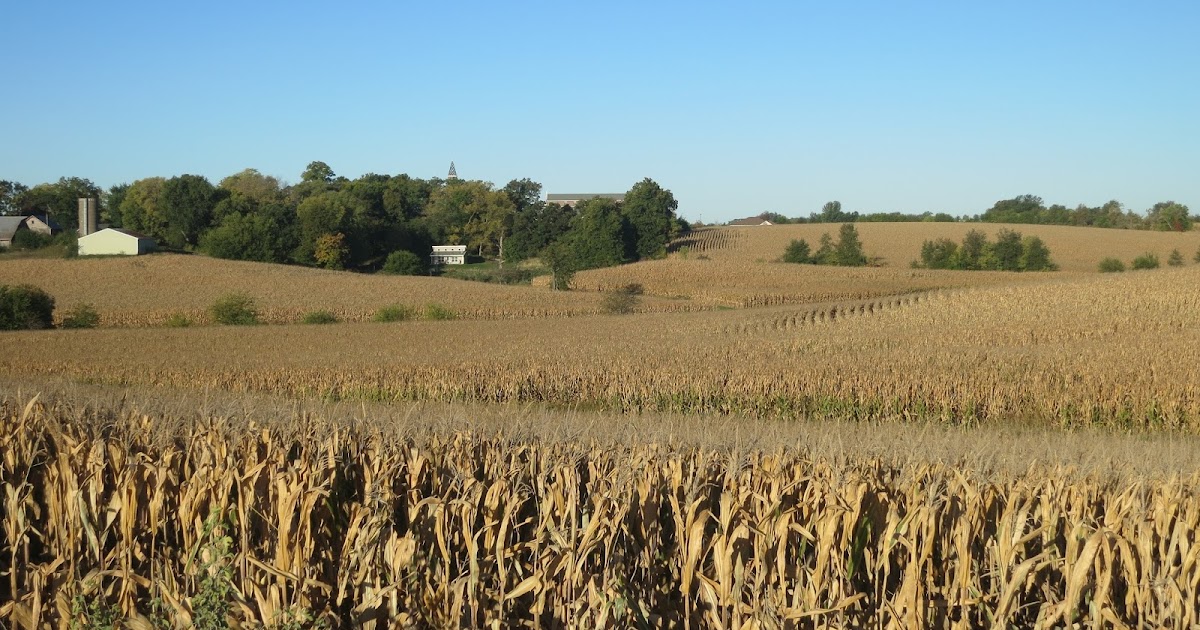 Images from my peripatetic life: Dry Iowa cornfields in August﻿