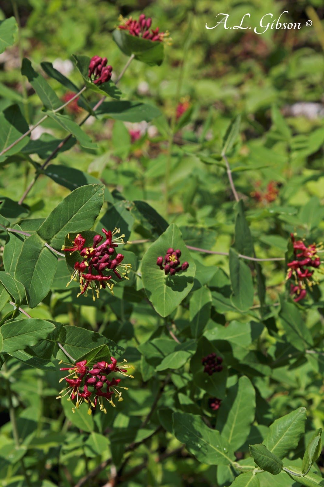 The Buckeye Botanist: The Bruce Peninsula Part IV: Roadside Plants ...