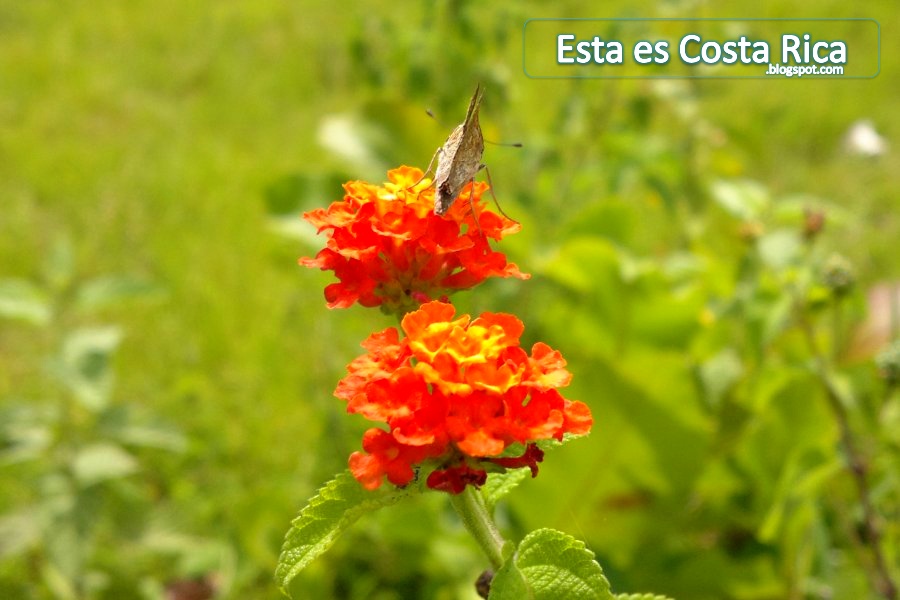 Esta es Costa Rica: Esta es Costa Rica - Flores de Costa Rica