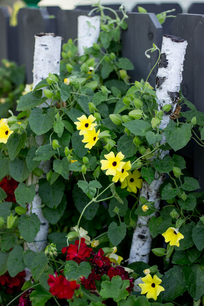 2017 - Muslin and Merlot