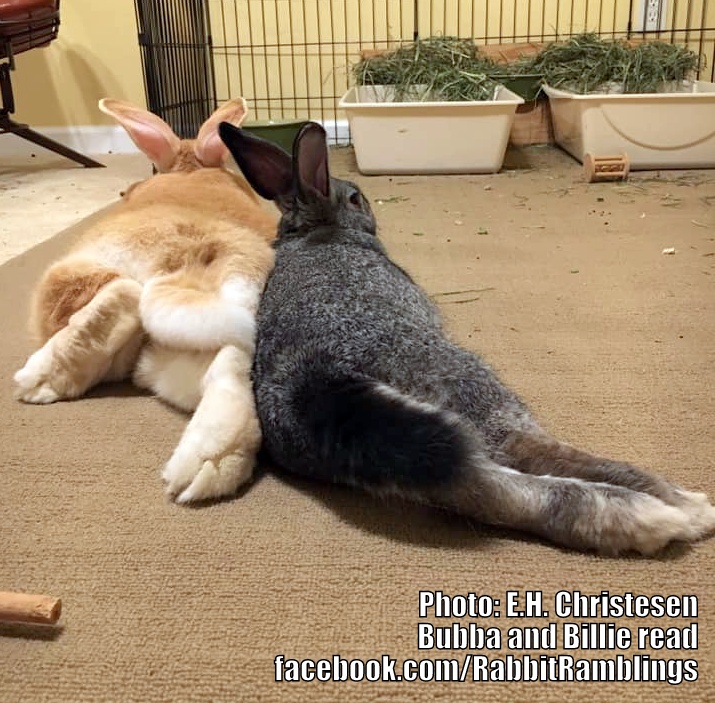 Rabbit Ramblings: Bunny Butts