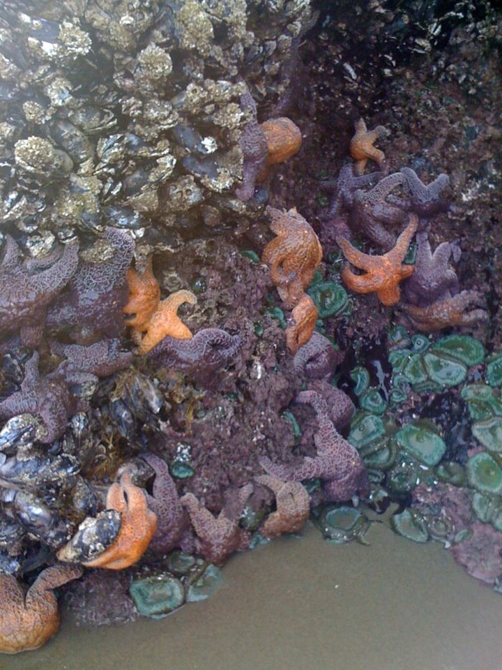 Xpressive Handz : Starfish, Anemones, Caves, the Beach and the Sea ASL ...