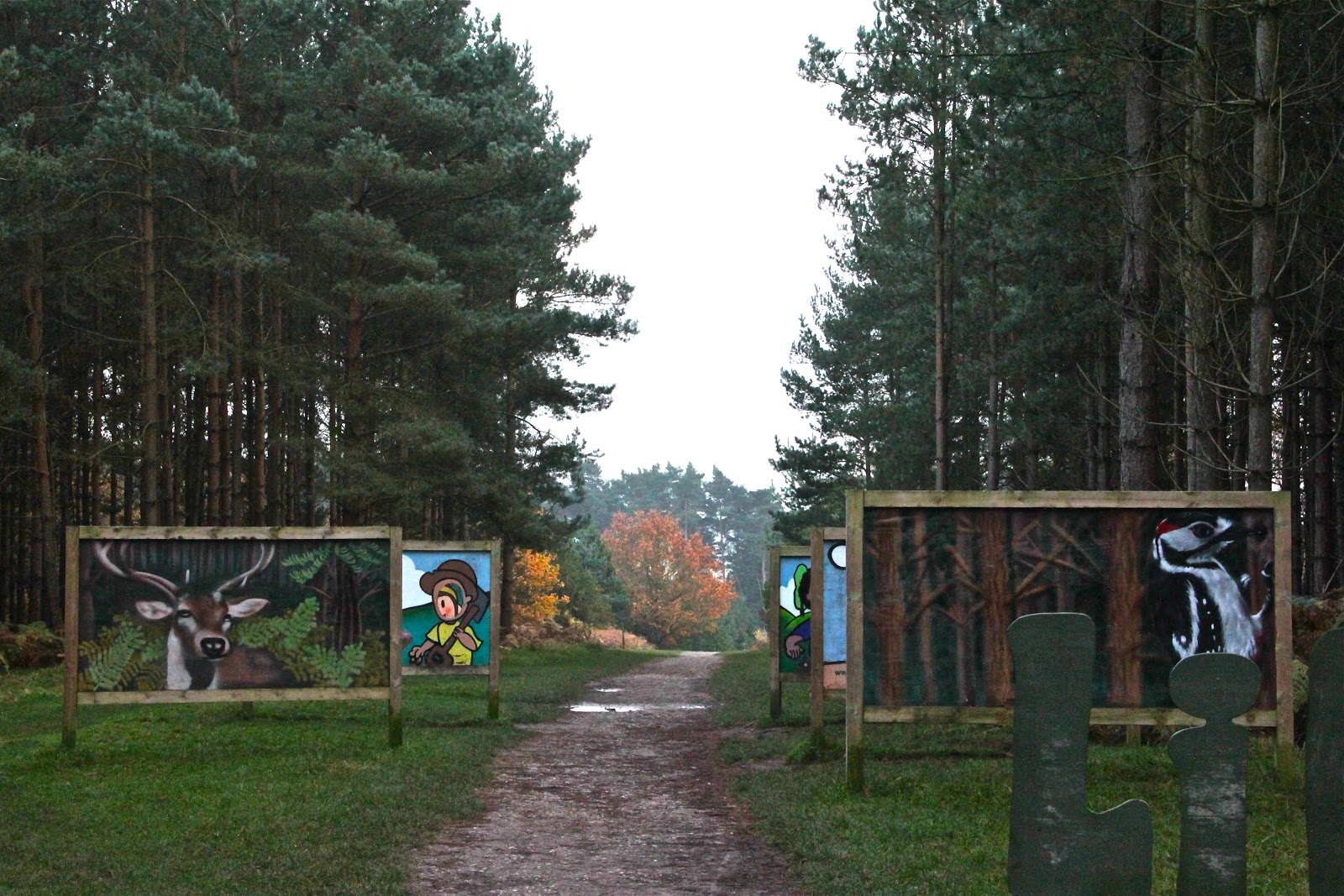 Travelling Diary: Taking a walk in Birches Valley Forest