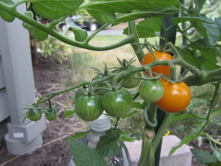 Pacific Northwest Gardener: Tomatoes Loving the Hot Weather and Setting ...