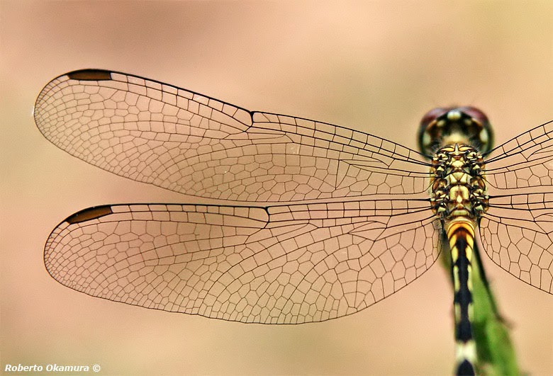 Natureza: Libélula ( Odonata )