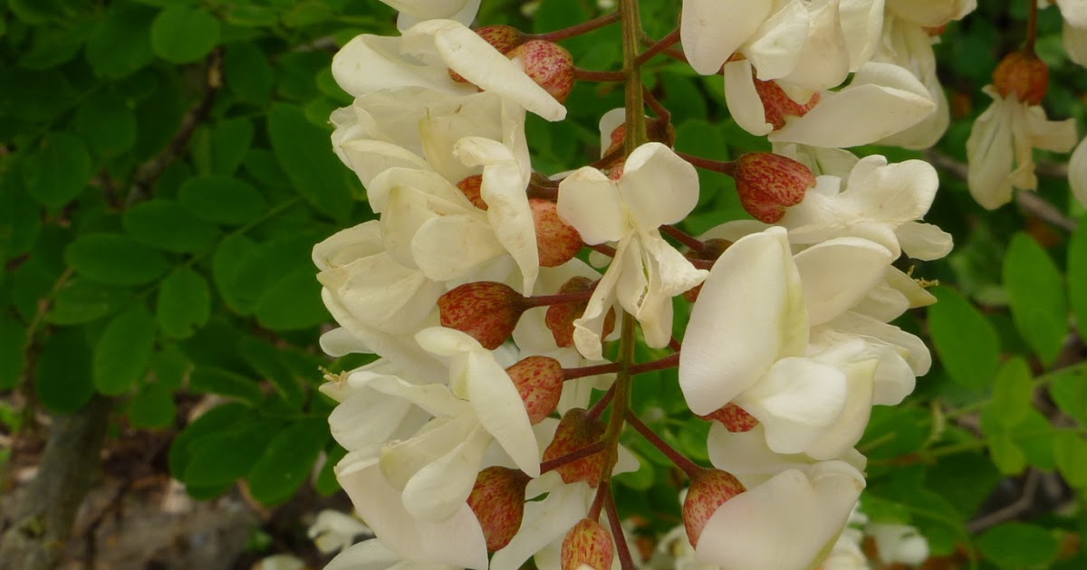 Wild Harvests: Black Locust flowers